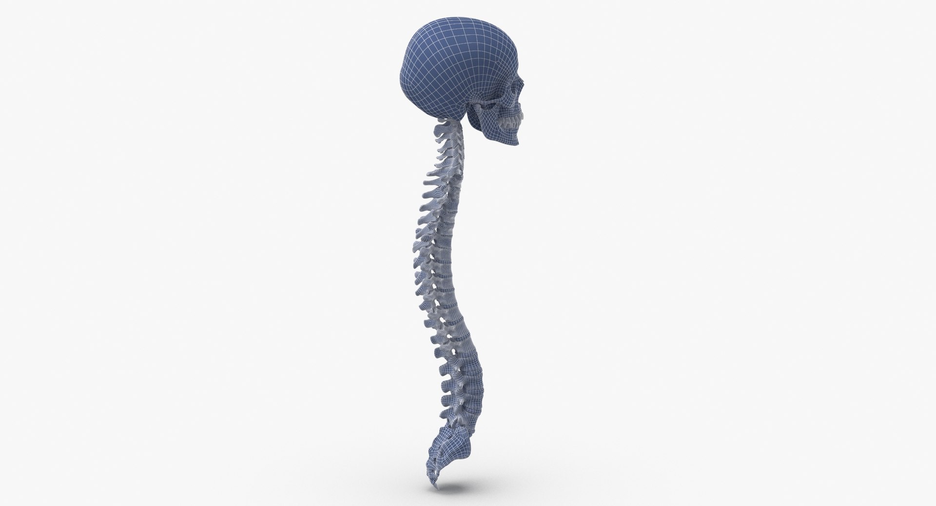 Real human spine bones 3D - TurboSquid 1640325