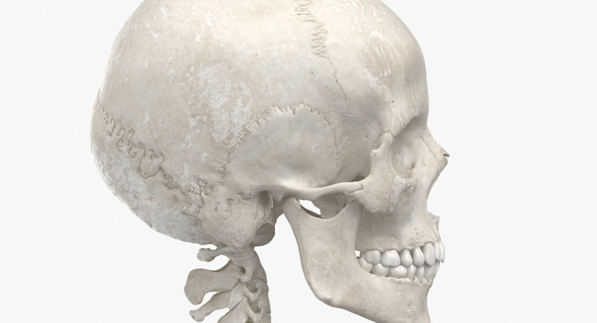 Real human spine bones 3D - TurboSquid 1640325