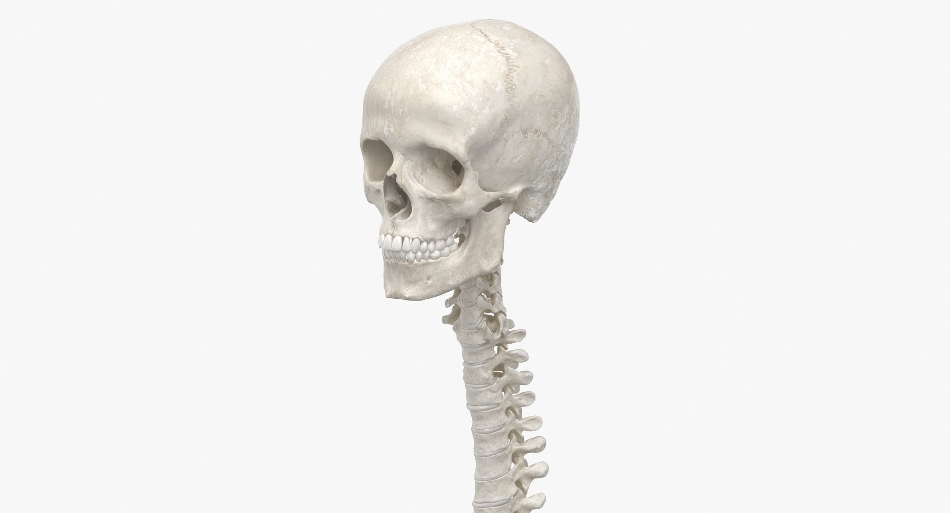 Real human spine bones 3D - TurboSquid 1640325