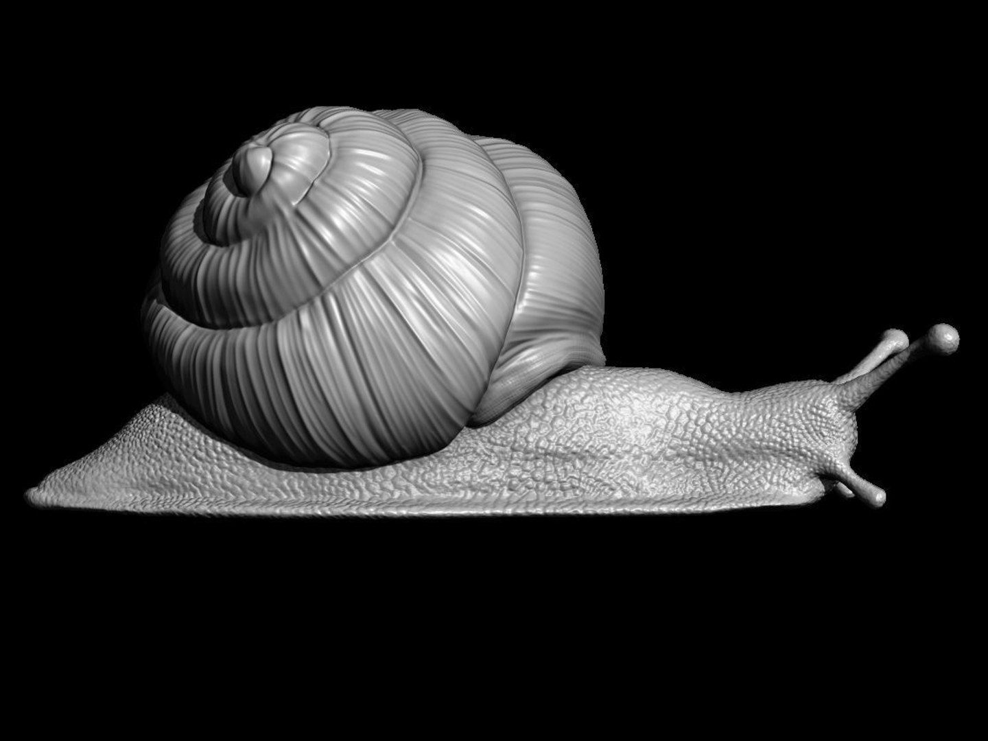 3D Snail Printable Print - TurboSquid 1423688