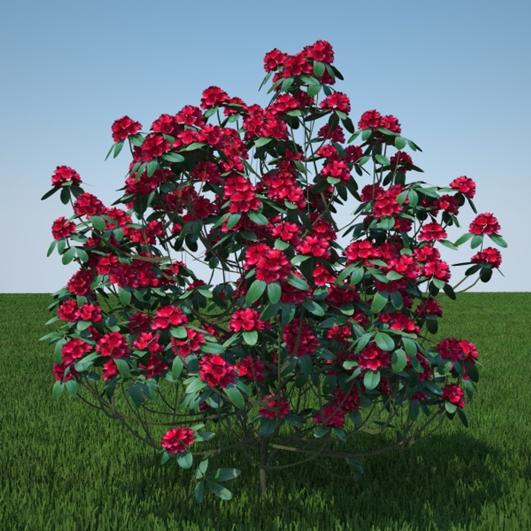 C4d Plant Flowers