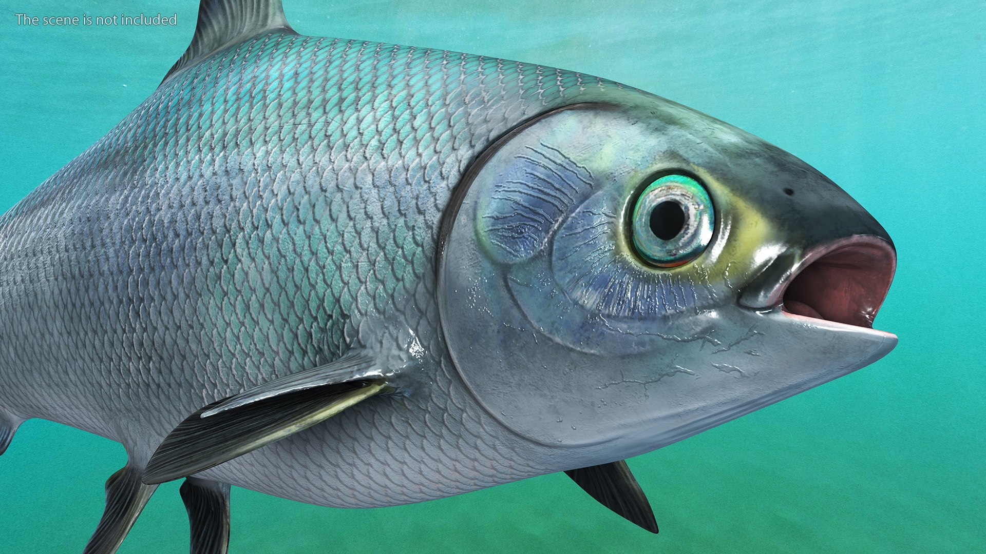 Chanos Chanos Rigged For Maya 3D Model - TurboSquid 2252281