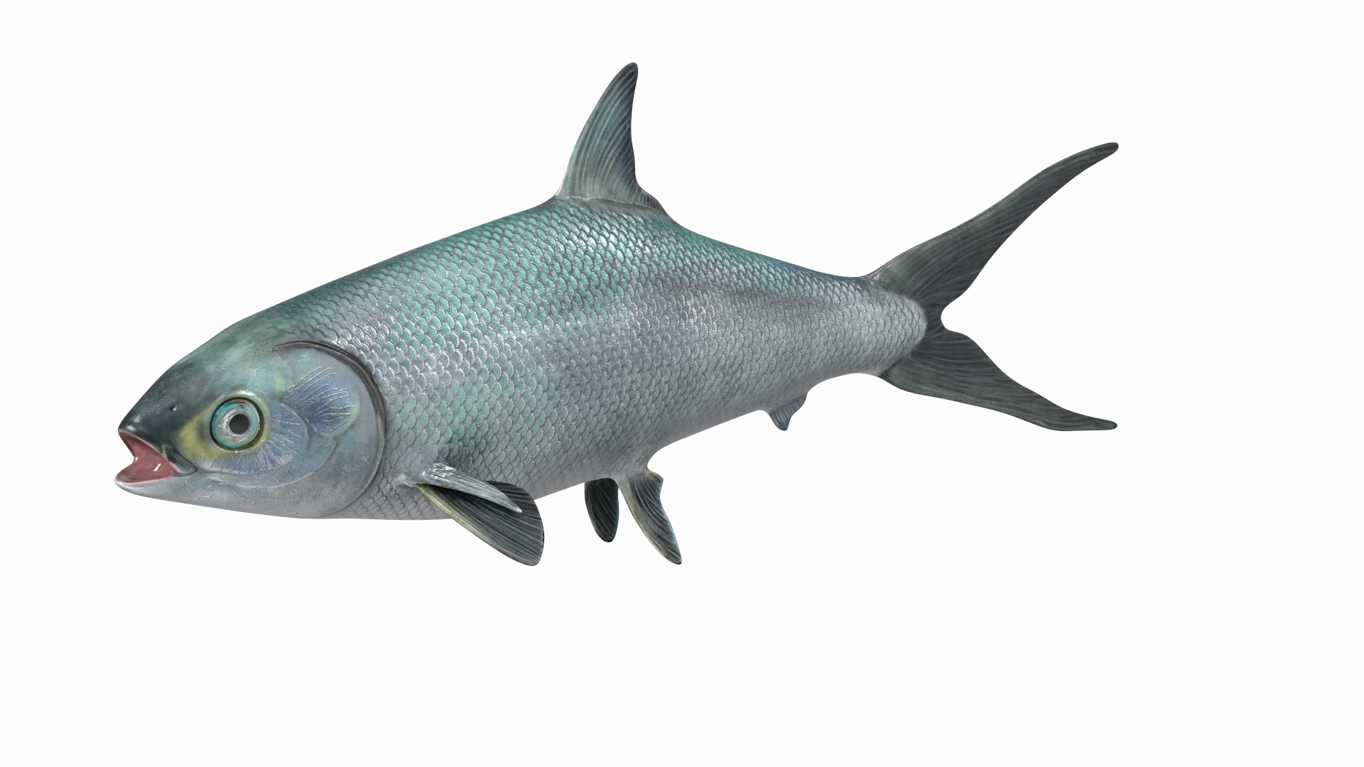 Chanos Chanos Rigged For Maya 3D Model - TurboSquid 2252281