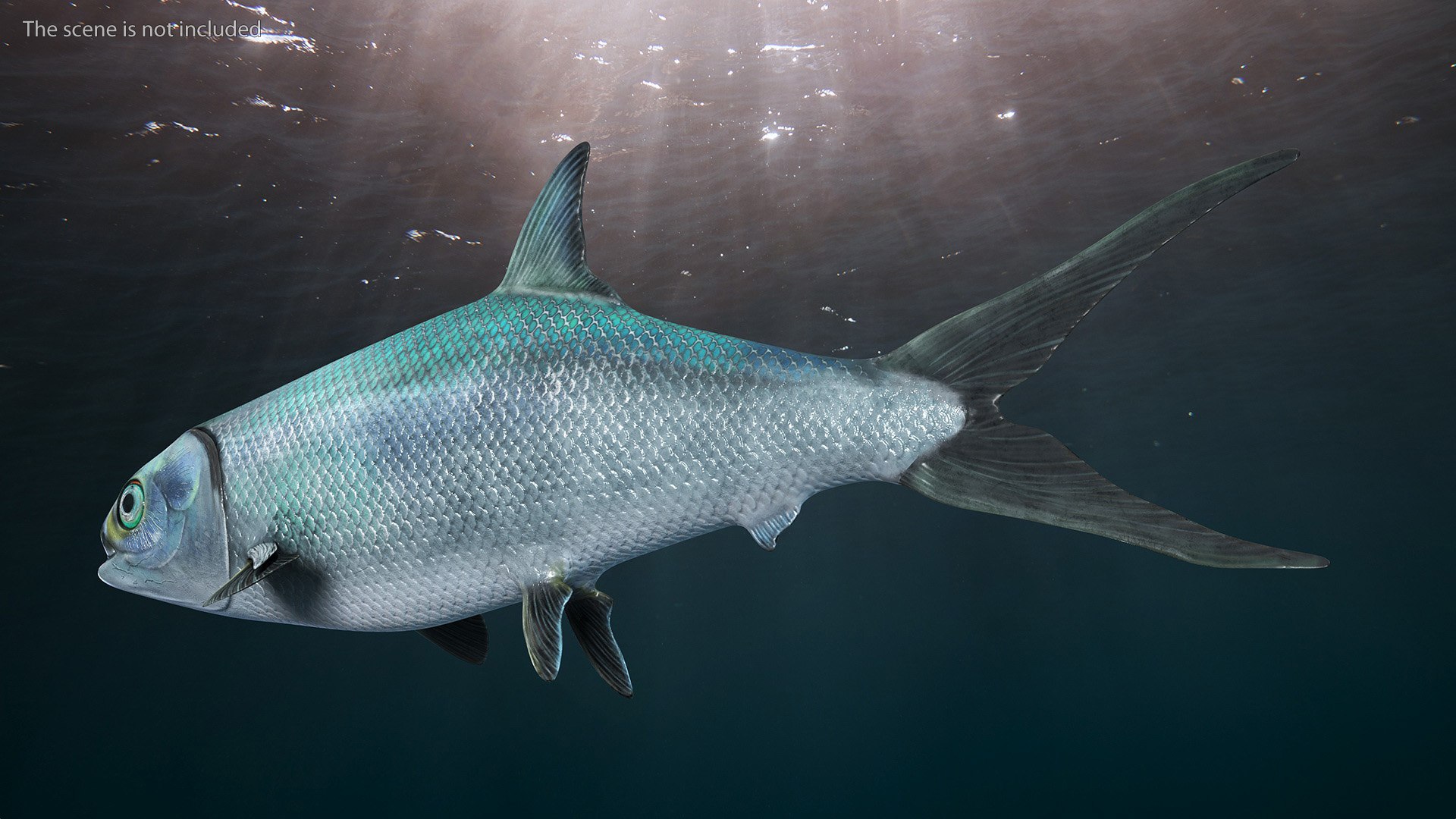 Chanos Chanos Rigged For Maya 3D Model - TurboSquid 2252281