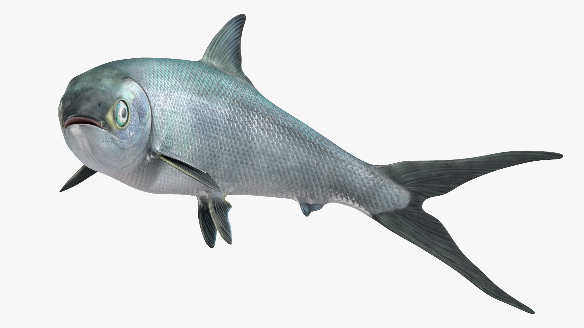 Chanos Chanos Rigged For Maya 3D Model - TurboSquid 2252281