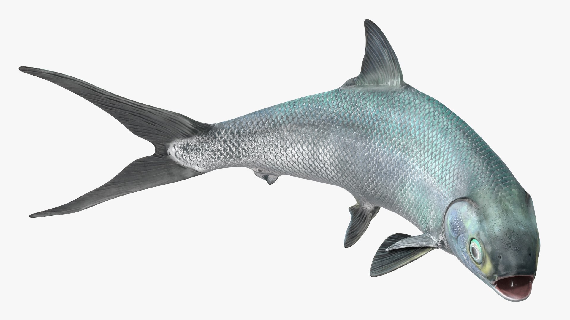 Chanos Chanos Rigged For Maya 3D Model - TurboSquid 2252281