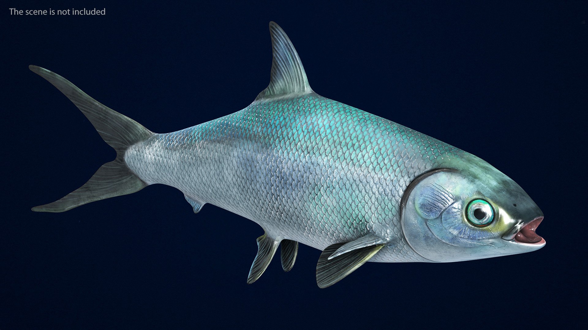 Chanos Chanos Rigged For Maya 3D Model - TurboSquid 2252281