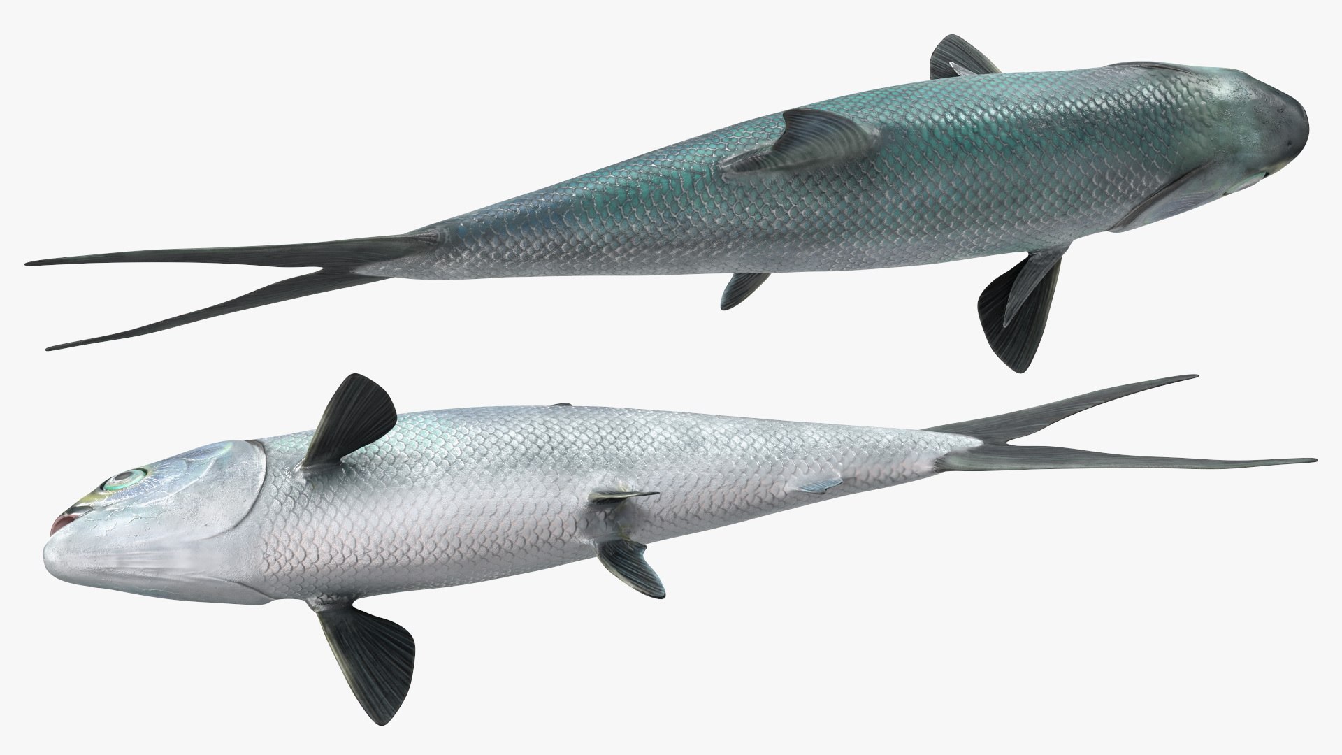 Chanos Chanos Rigged For Maya 3D Model - TurboSquid 2252281