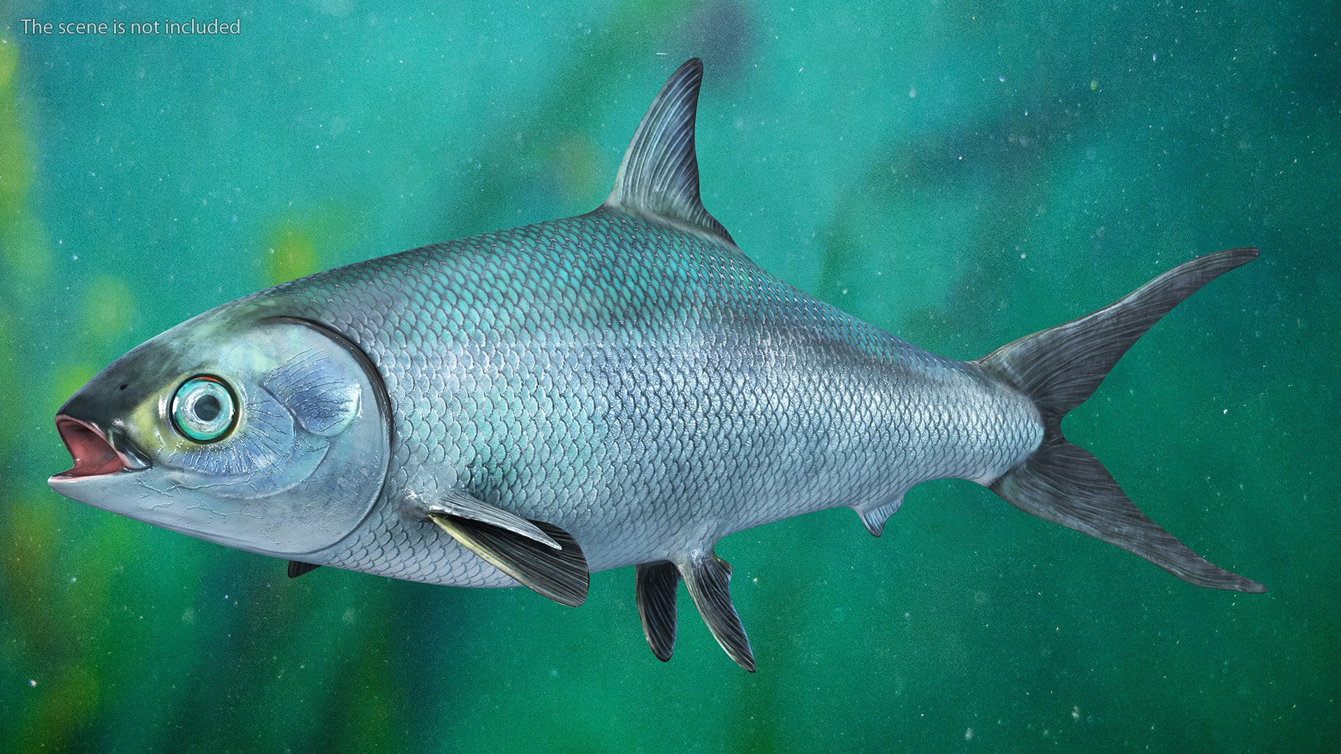 Chanos Chanos Rigged For Maya 3D Model - TurboSquid 2252281