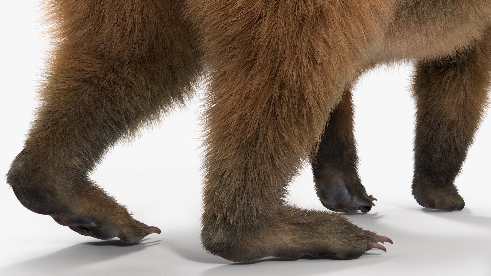 Walking Coati Fur Model - TurboSquid 2194199