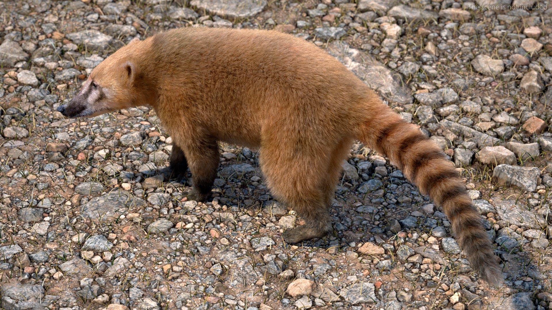 Walking Coati Fur Model - TurboSquid 2194199