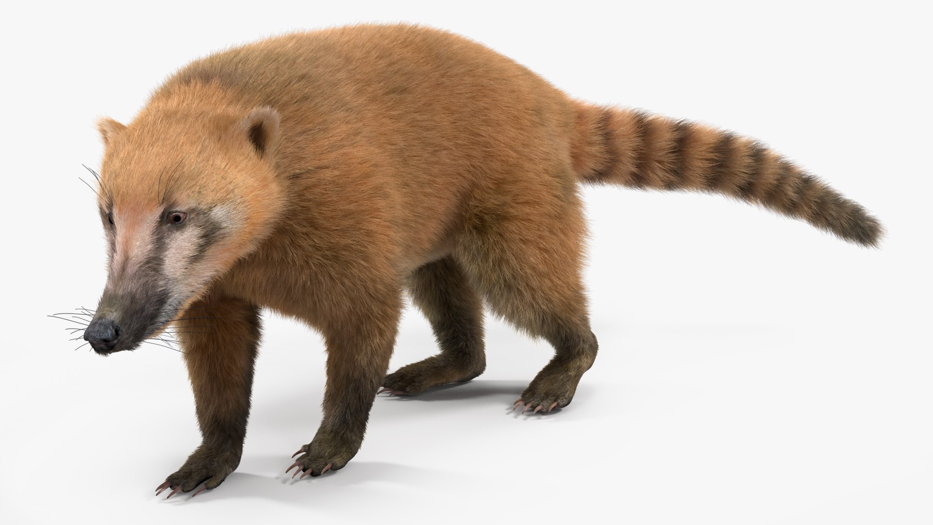 Walking Coati Fur Model - TurboSquid 2194199