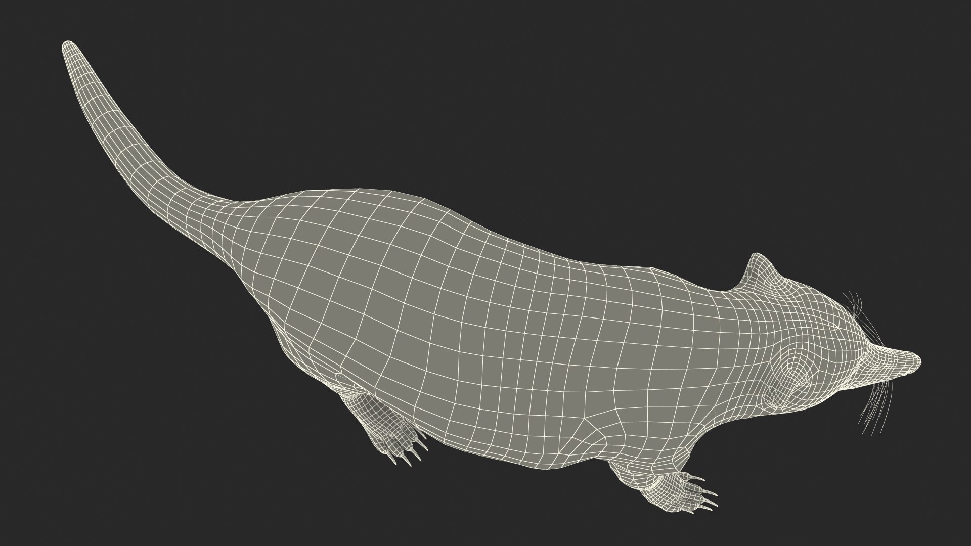 Walking Coati Fur Model - TurboSquid 2194199