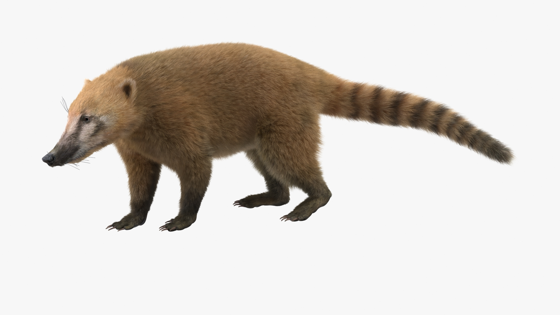 Walking Coati Fur Model - TurboSquid 2194199