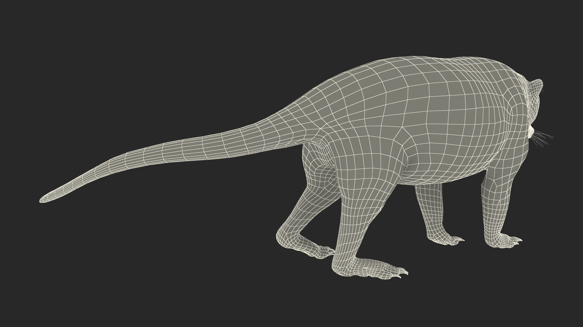 Walking Coati Fur Model - TurboSquid 2194199