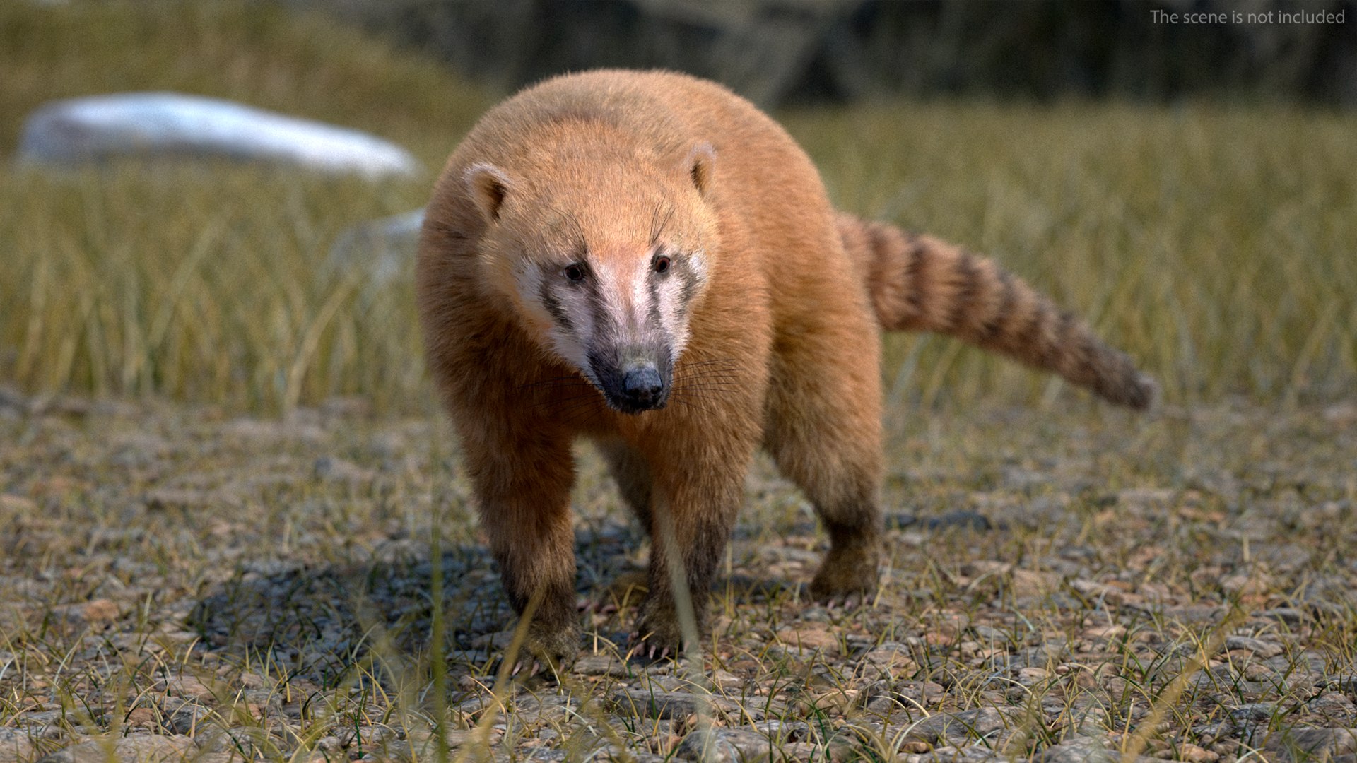 Walking Coati Fur Model - TurboSquid 2194199