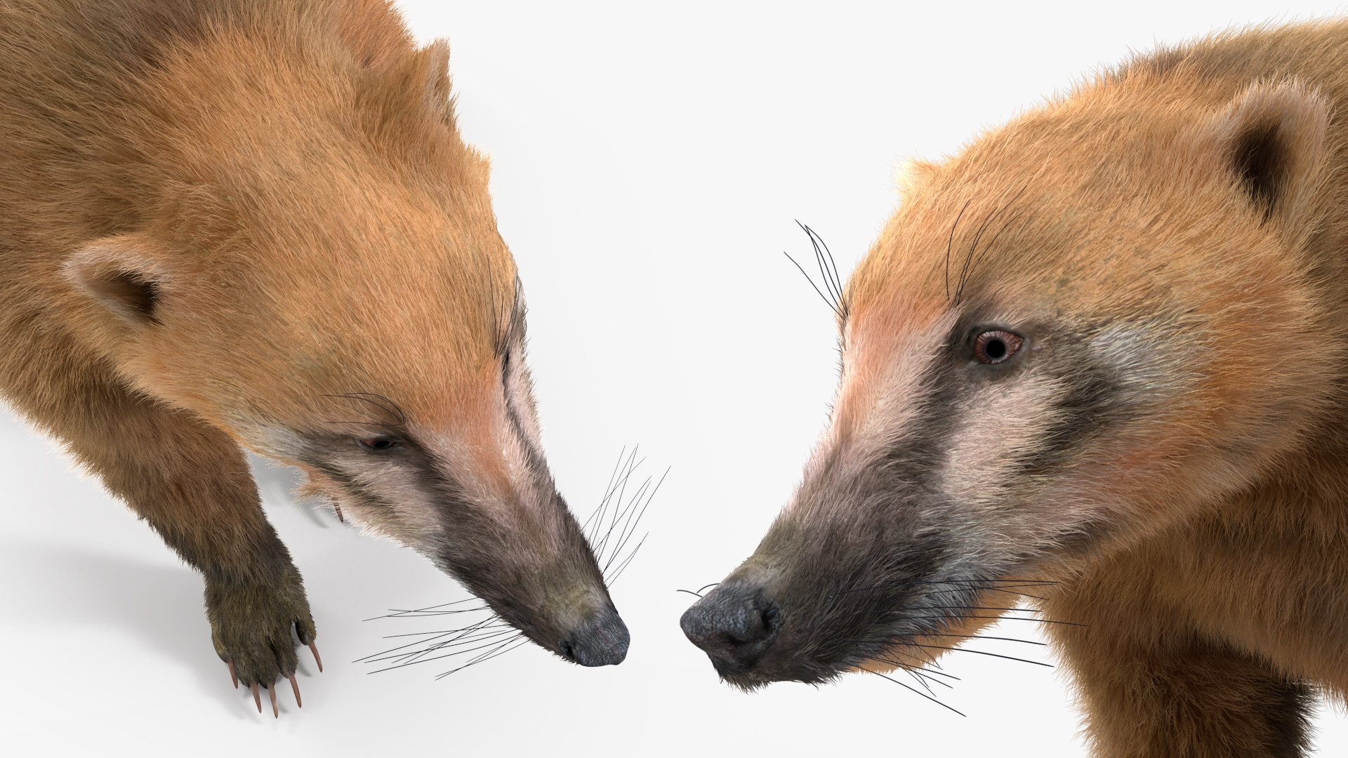 Walking Coati Fur Model - TurboSquid 2194199