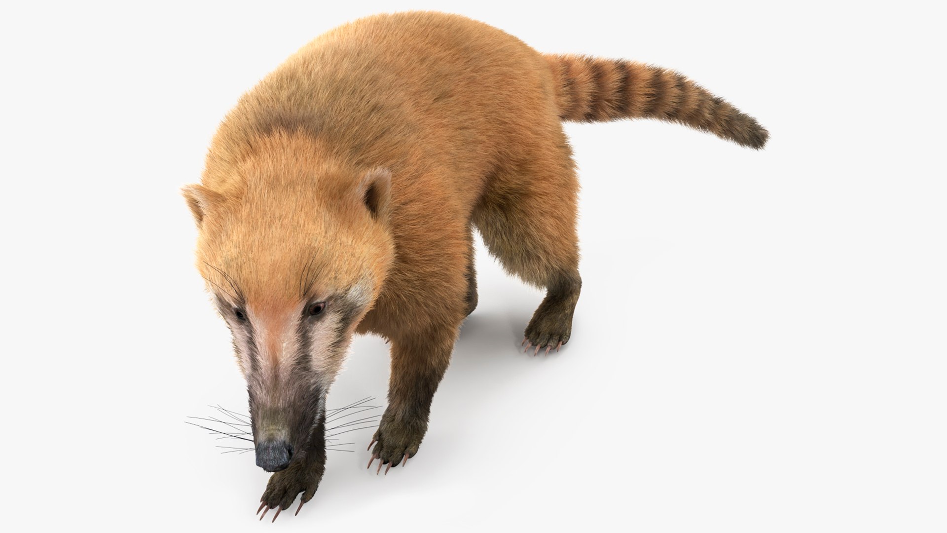 modelo 3d Piel de Coatí Caminante - TurboSquid 2194199
