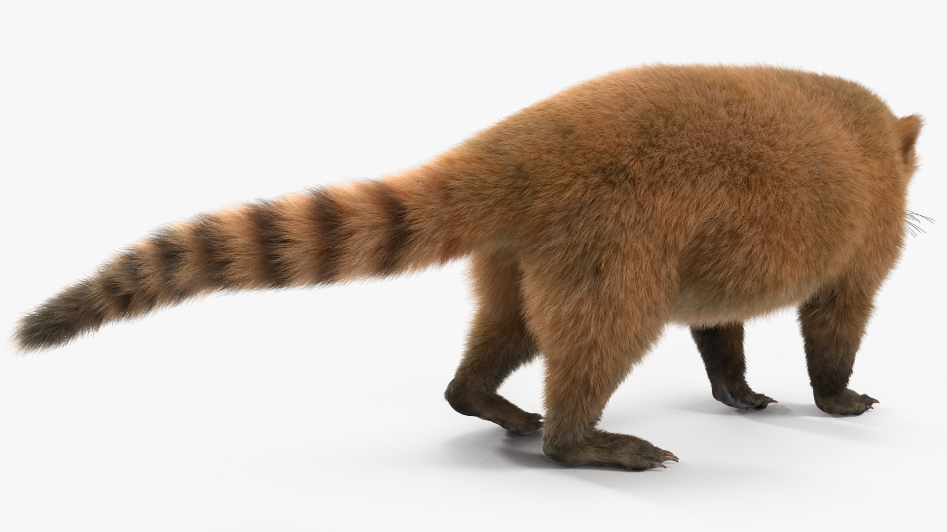 Walking Coati Fur Model - TurboSquid 2194199