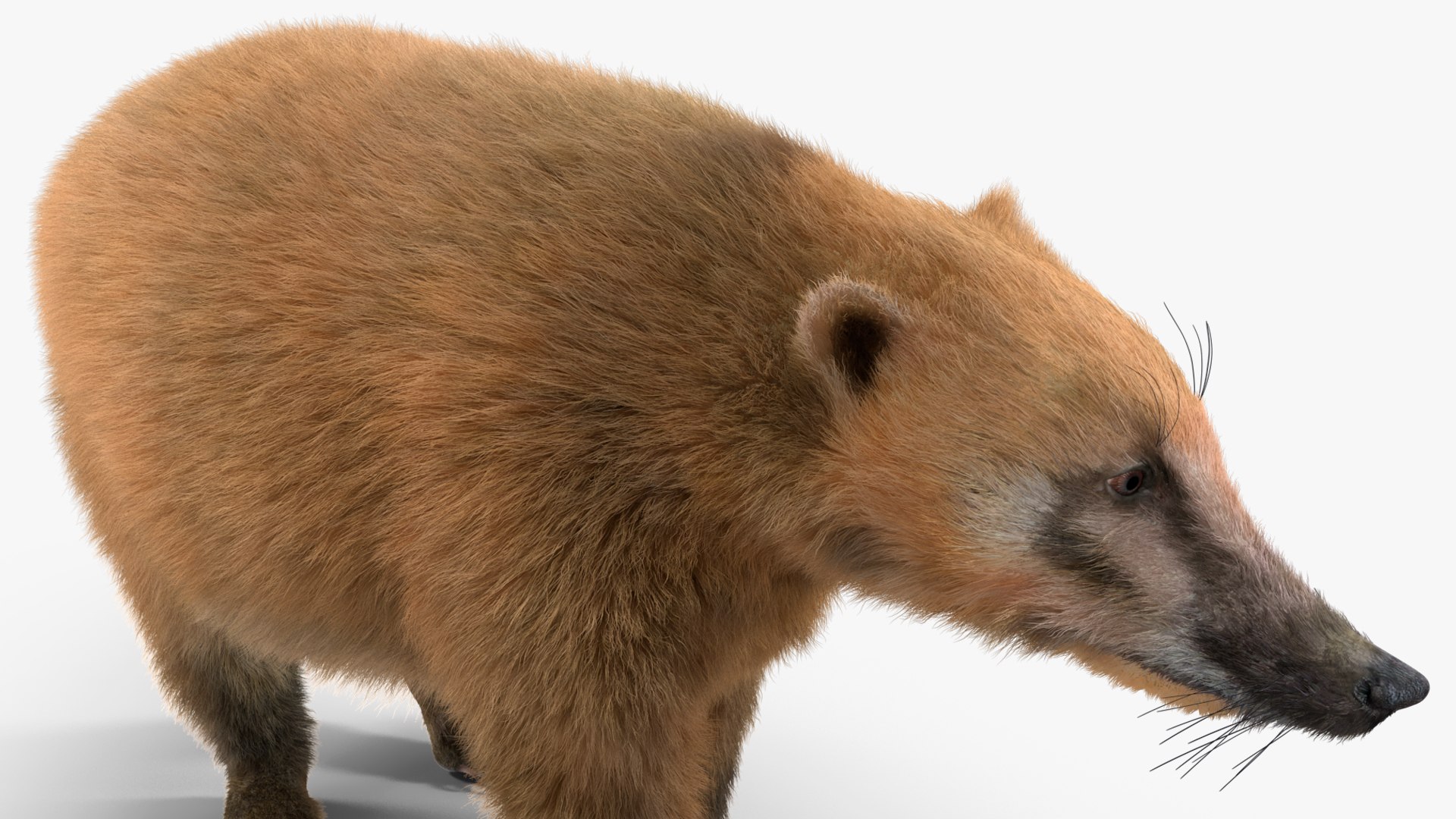 Walking Coati Fur Model - TurboSquid 2194199
