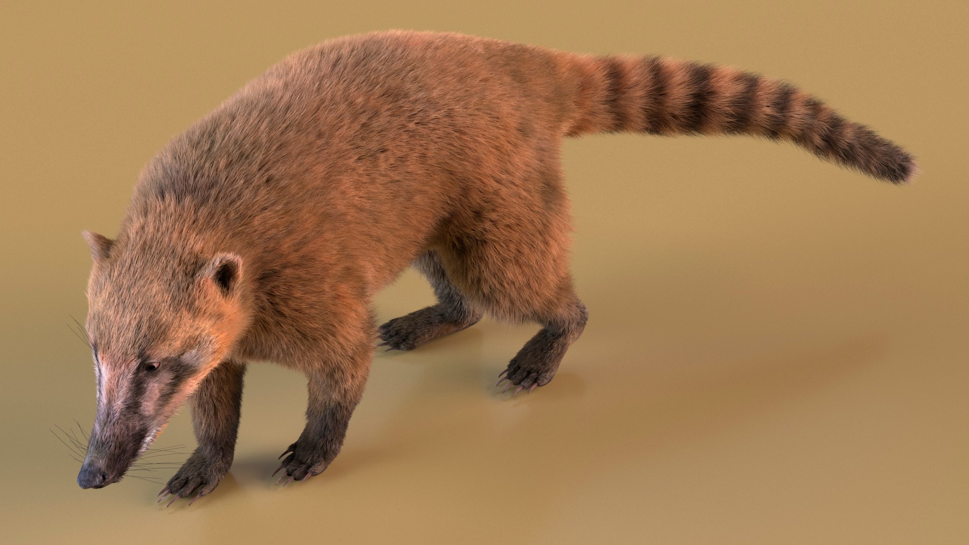 Walking Coati Fur Model - TurboSquid 2194199