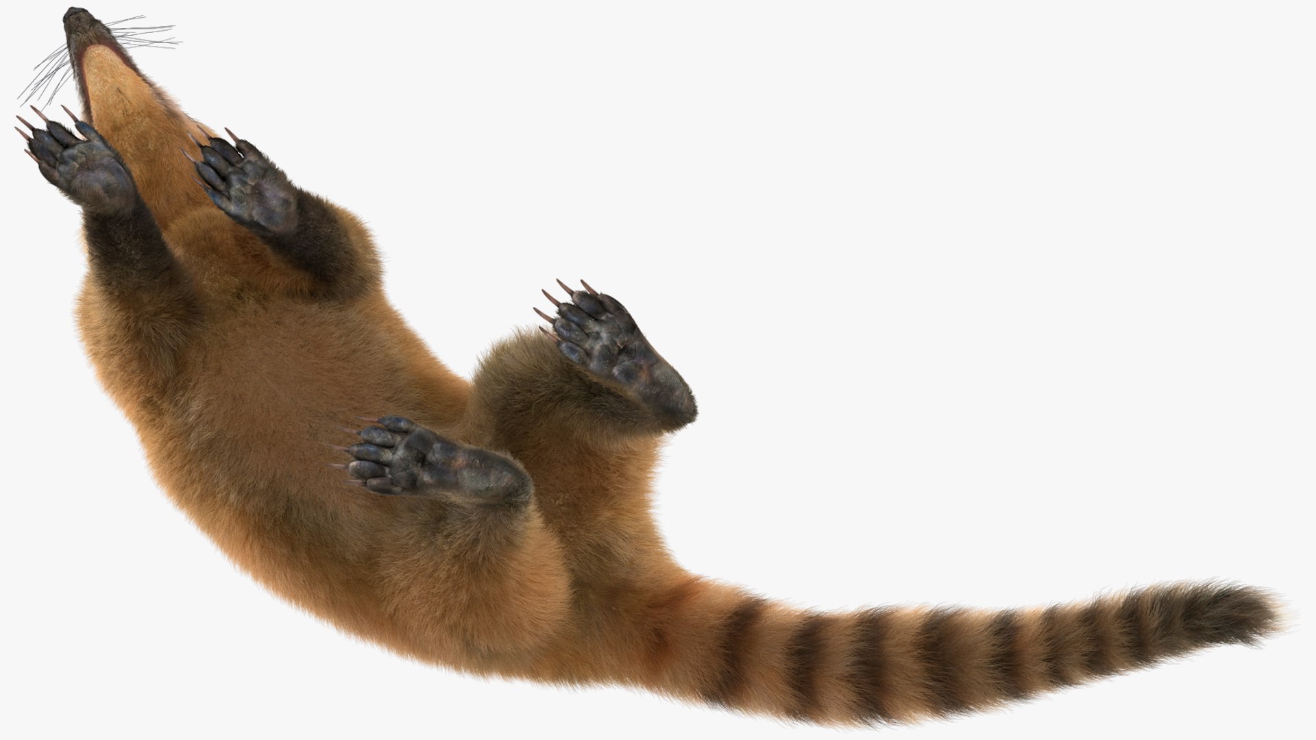Walking Coati Fur Model - TurboSquid 2194199