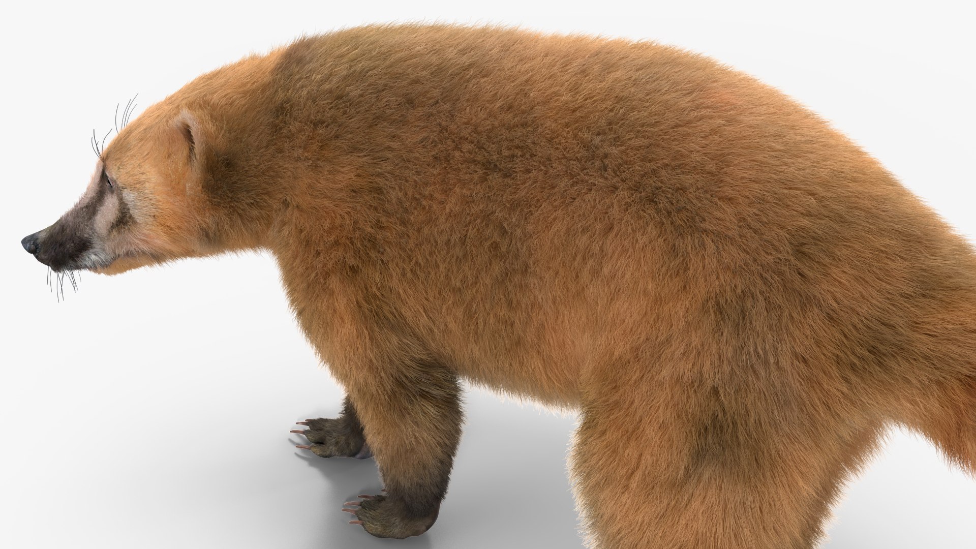 Walking Coati Fur Model - TurboSquid 2194199