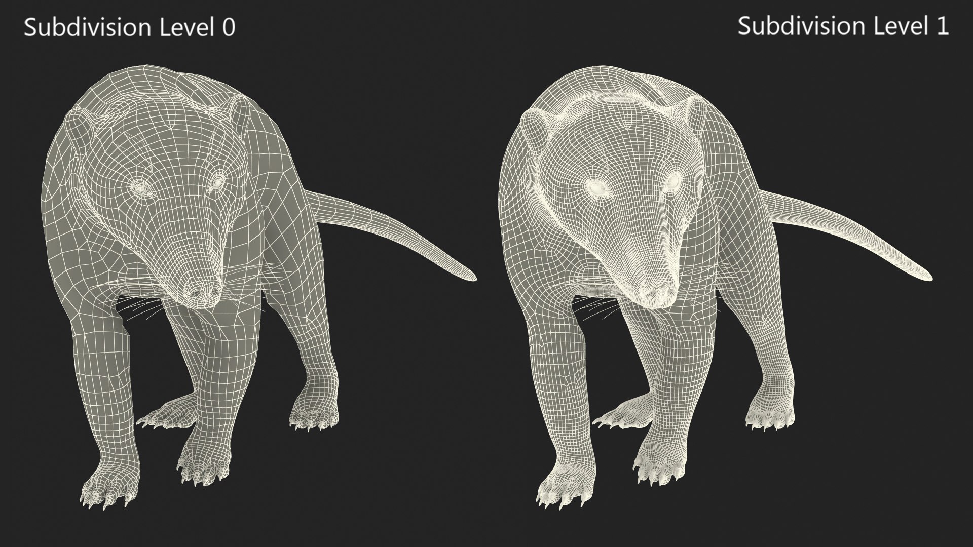 Walking Coati Fur Model - TurboSquid 2194199