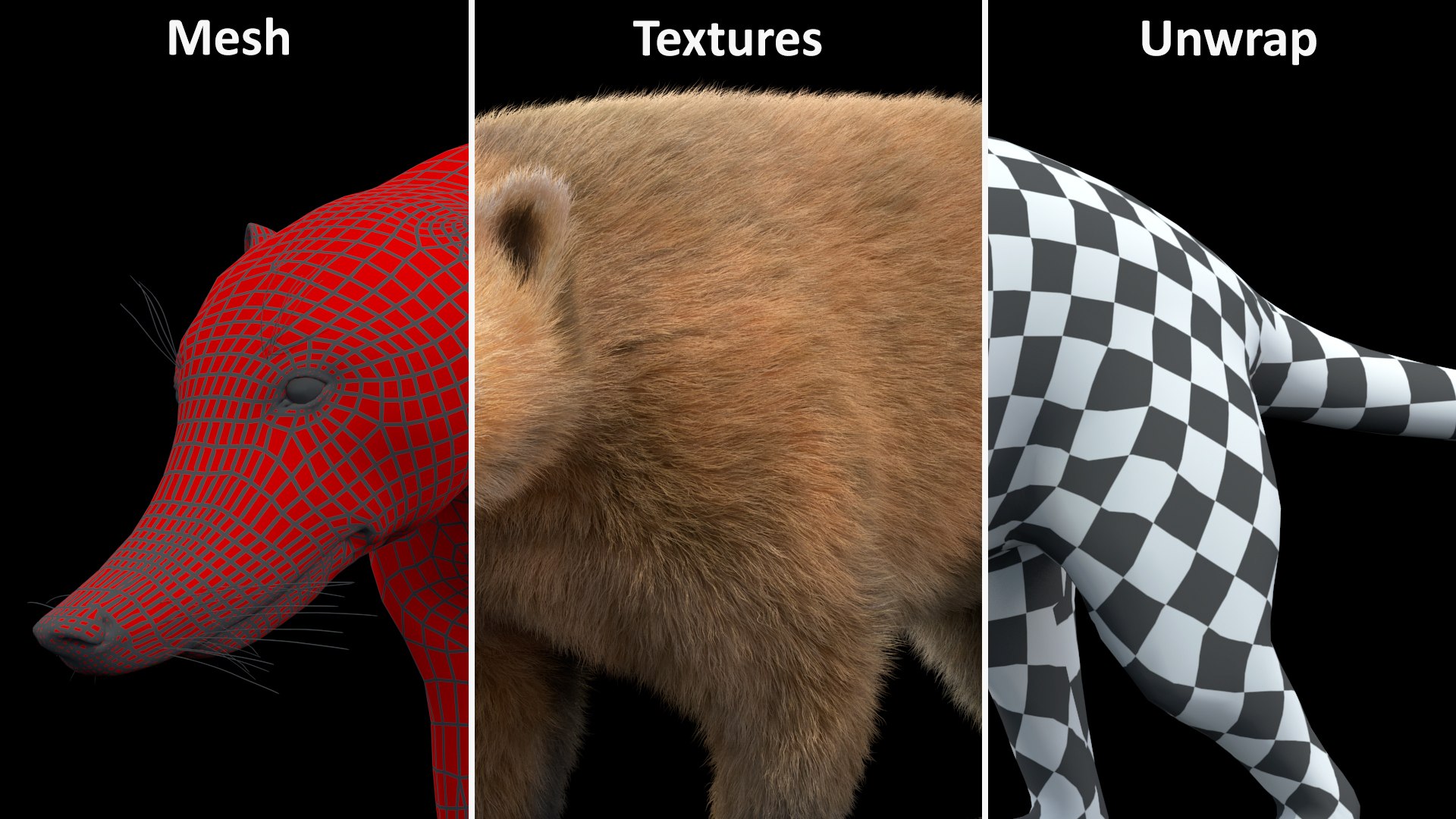 Walking Coati Fur Model - TurboSquid 2194199