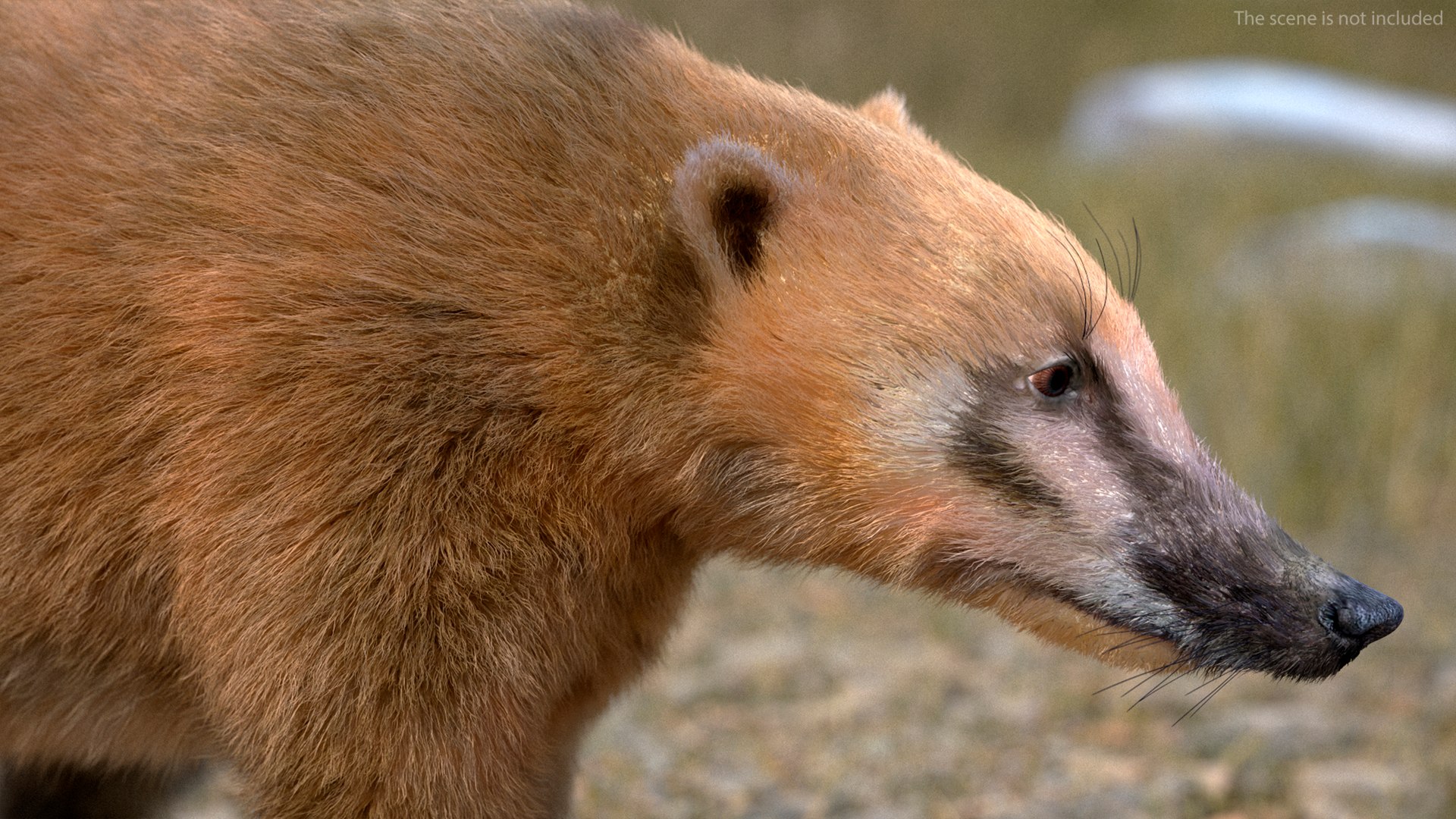 Walking Coati Fur Model - TurboSquid 2194199
