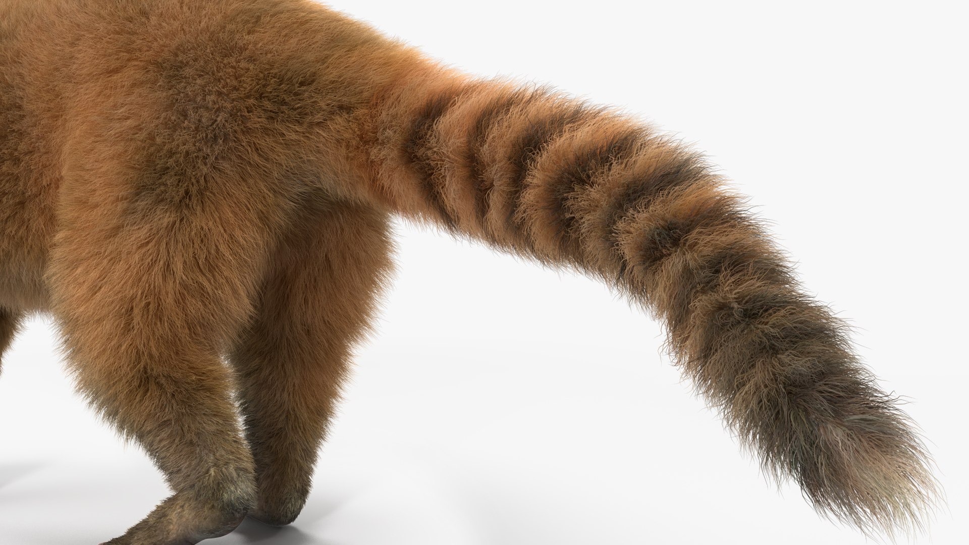 Walking Coati Fur Model - TurboSquid 2194199
