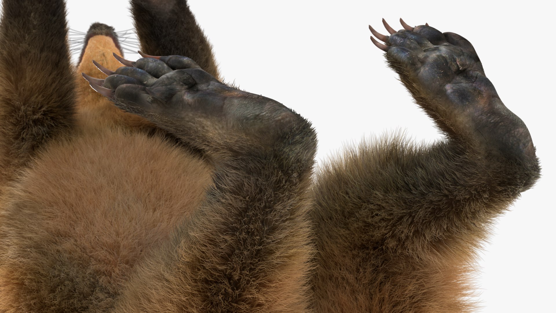 Walking Coati Fur Model - TurboSquid 2194199
