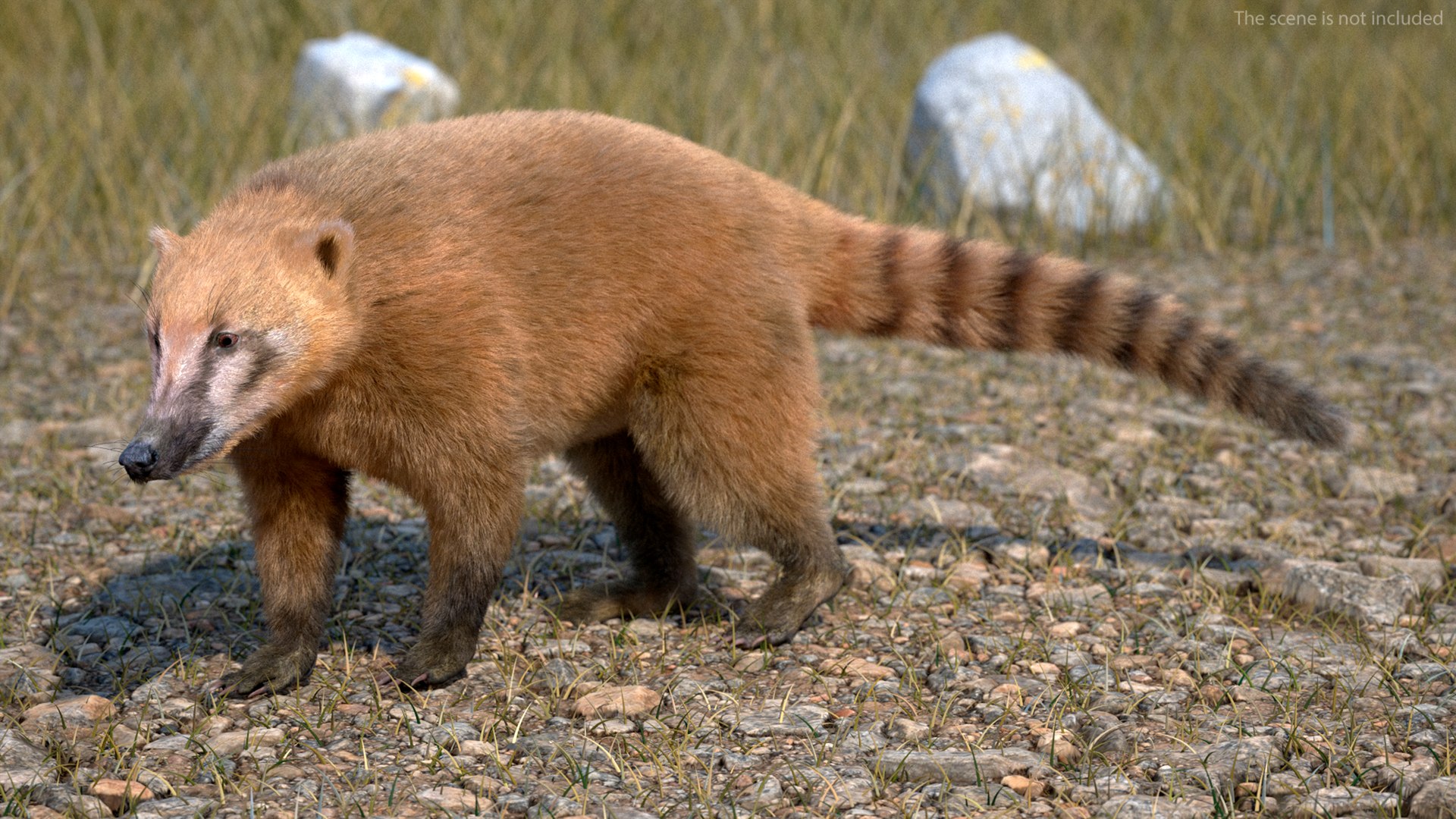 Walking Coati Fur Model - TurboSquid 2194199
