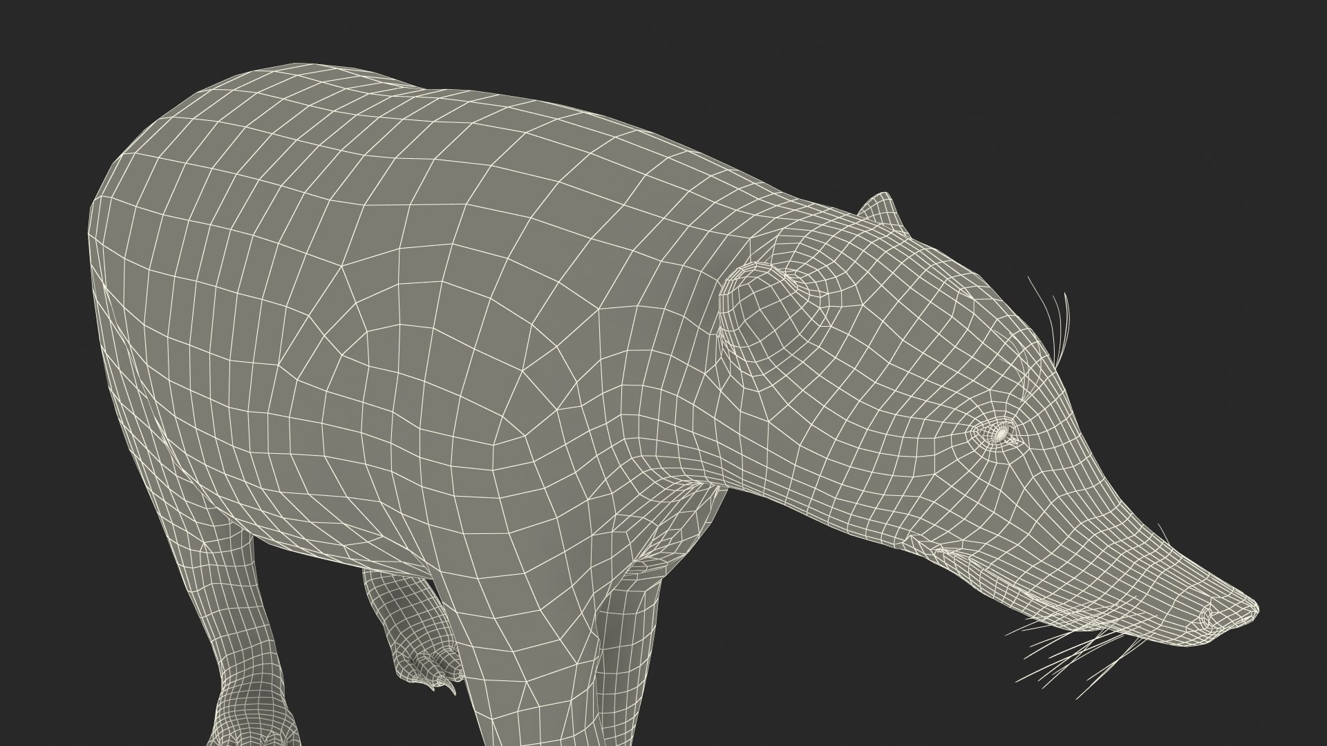 Walking Coati Fur Model - TurboSquid 2194199