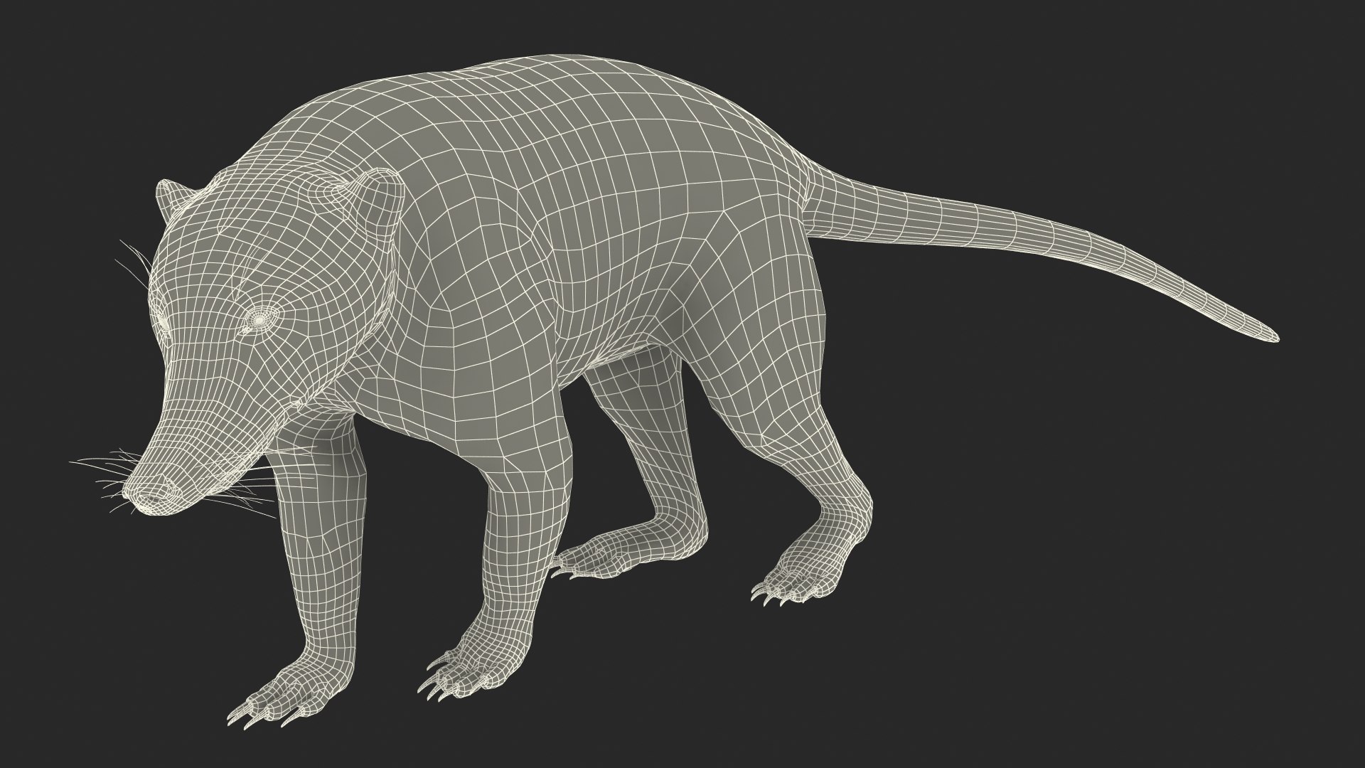 Walking Coati Fur Model - TurboSquid 2194199