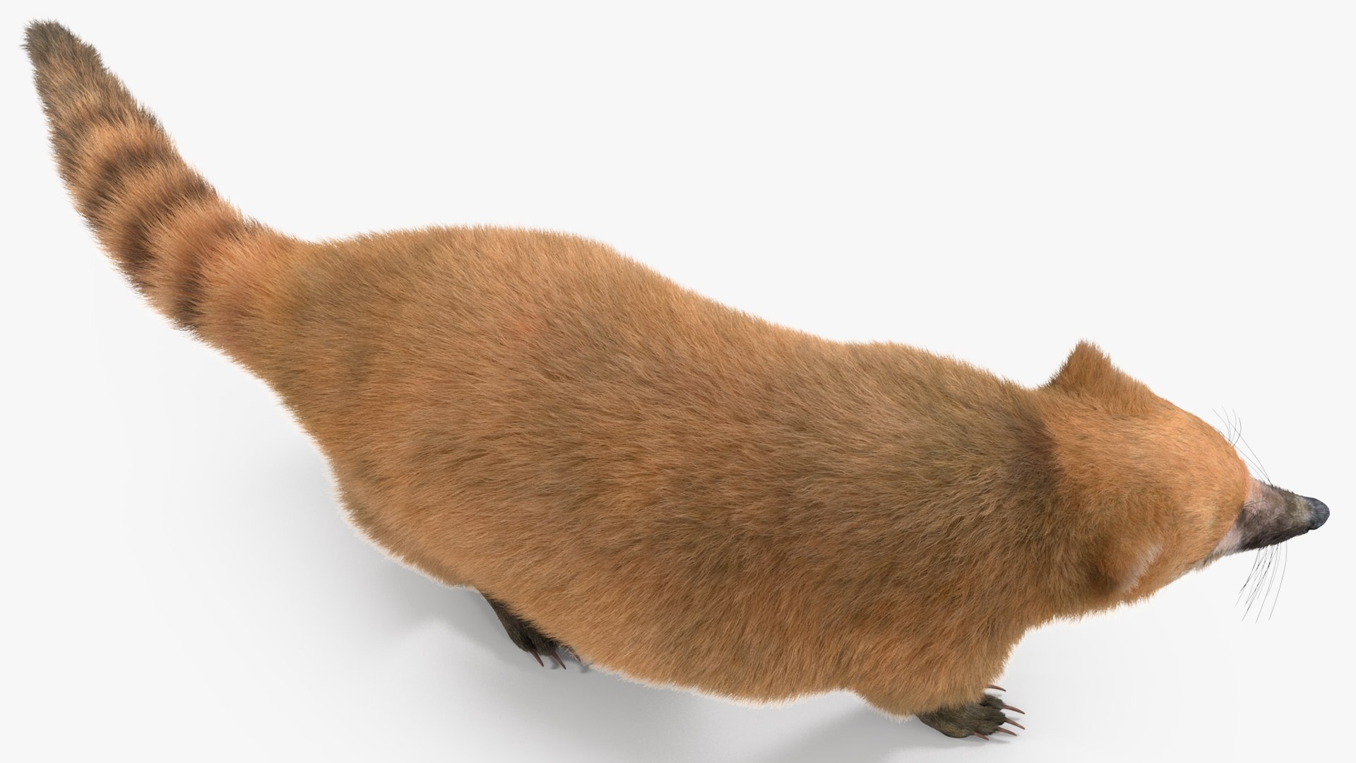 Walking Coati Fur Model - TurboSquid 2194199