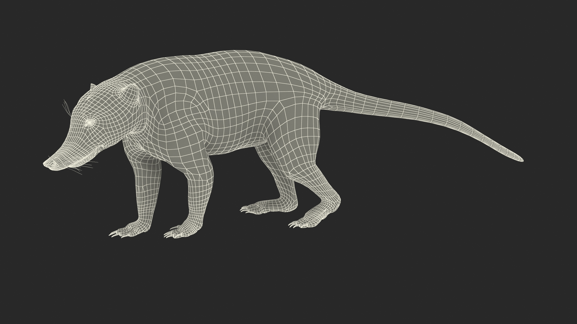 Walking Coati Fur Model - TurboSquid 2194199