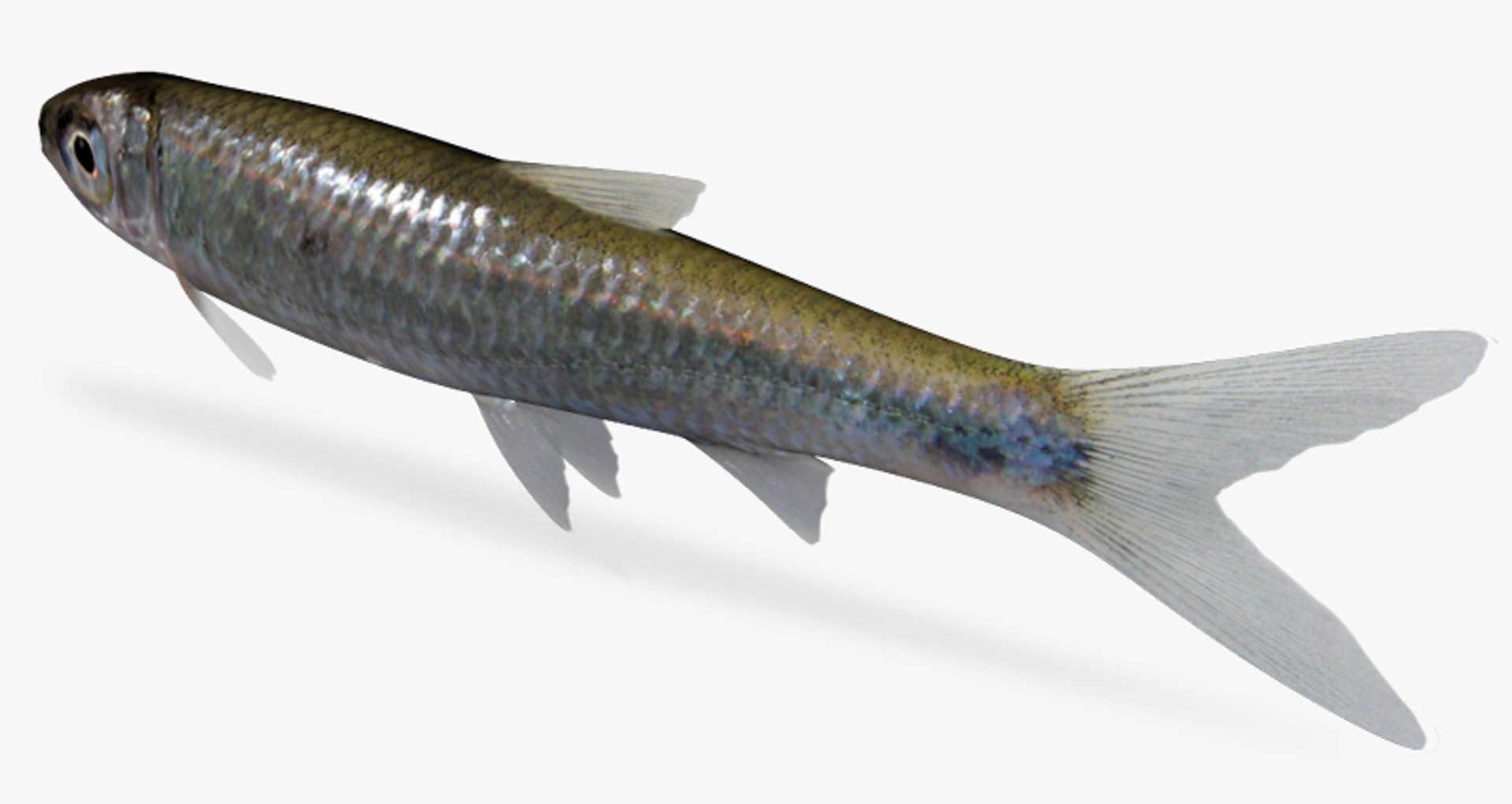 3d notropis ariommus popeye shiner