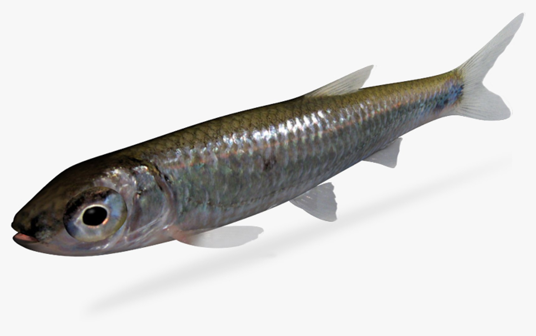 3d notropis ariommus popeye shiner
