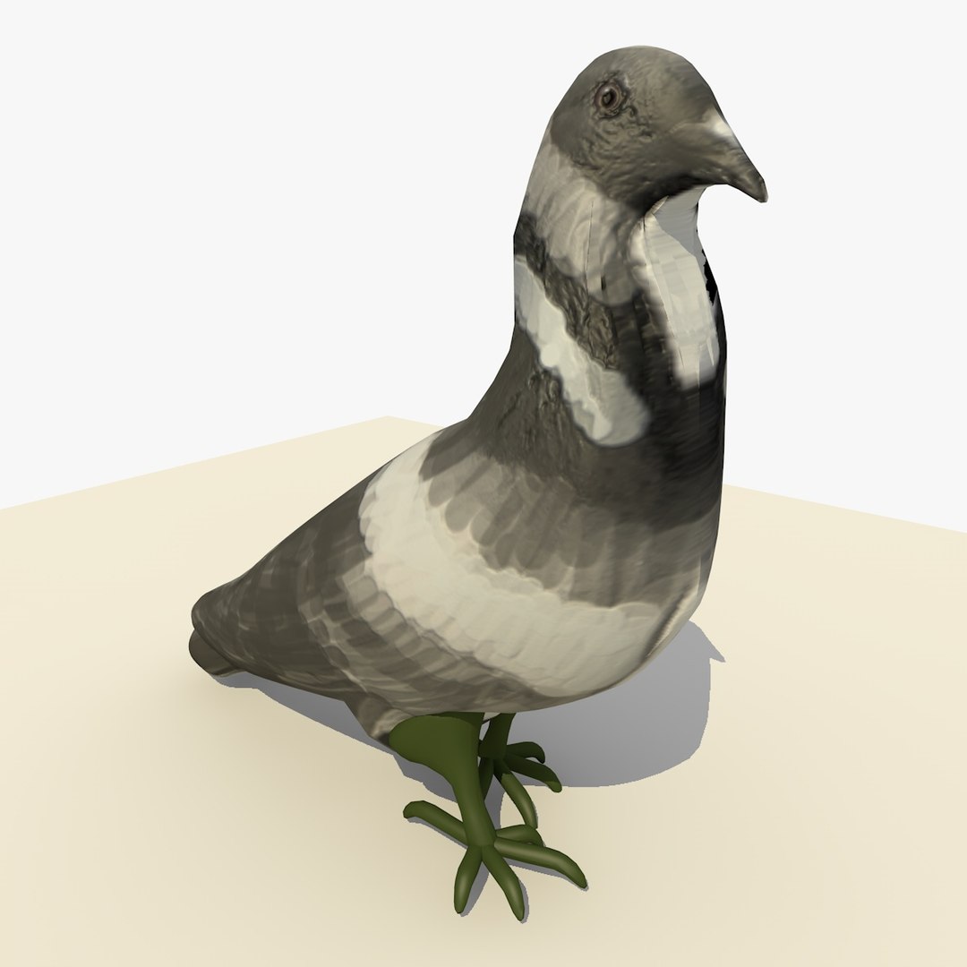 Single Walking Pigeon Animation C4d