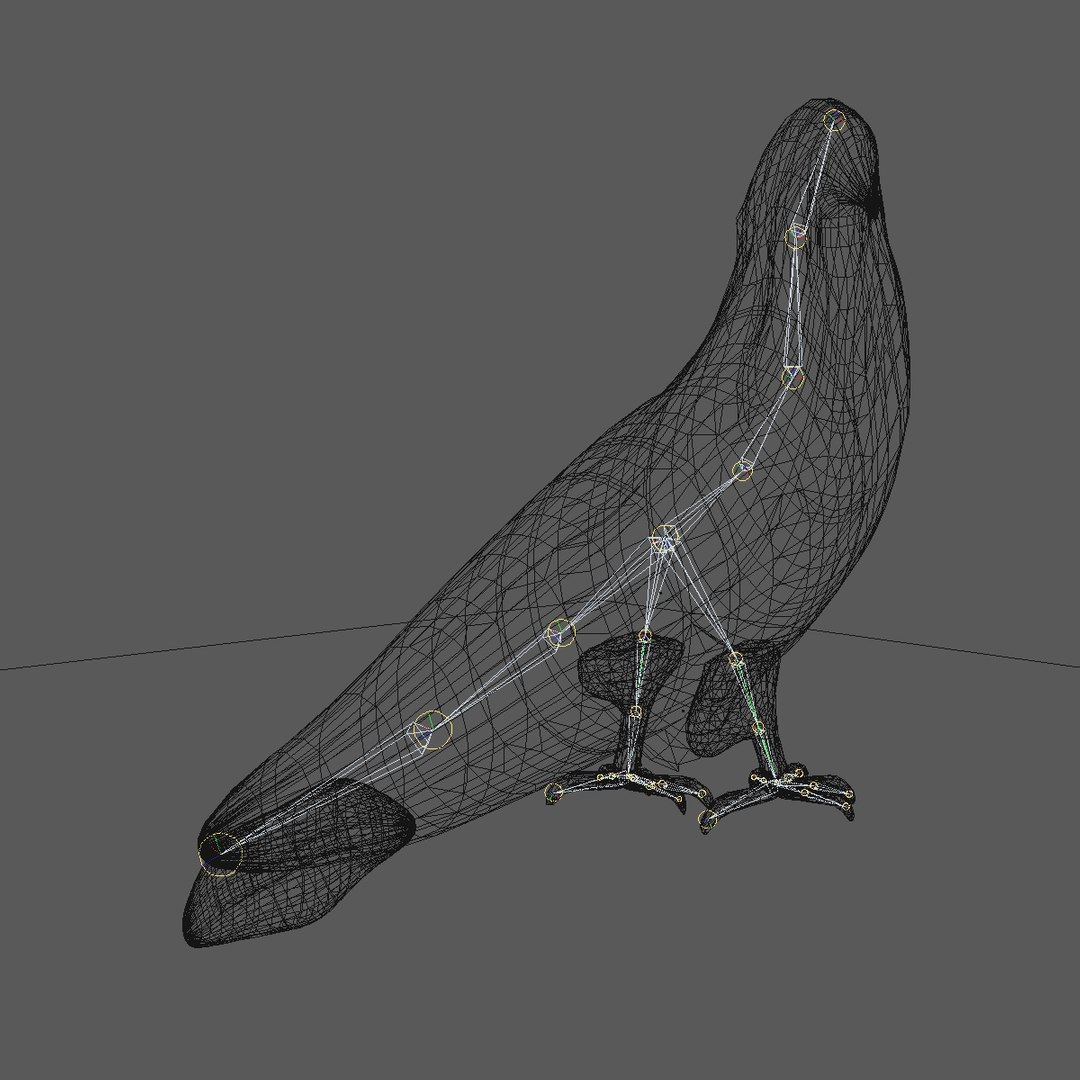 Single Walking Pigeon Animation C4d