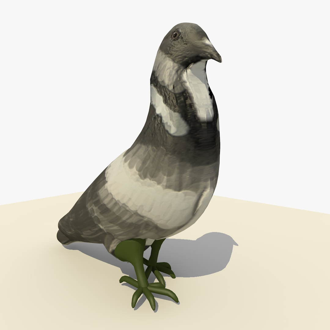 Single Walking Pigeon Animation C4d