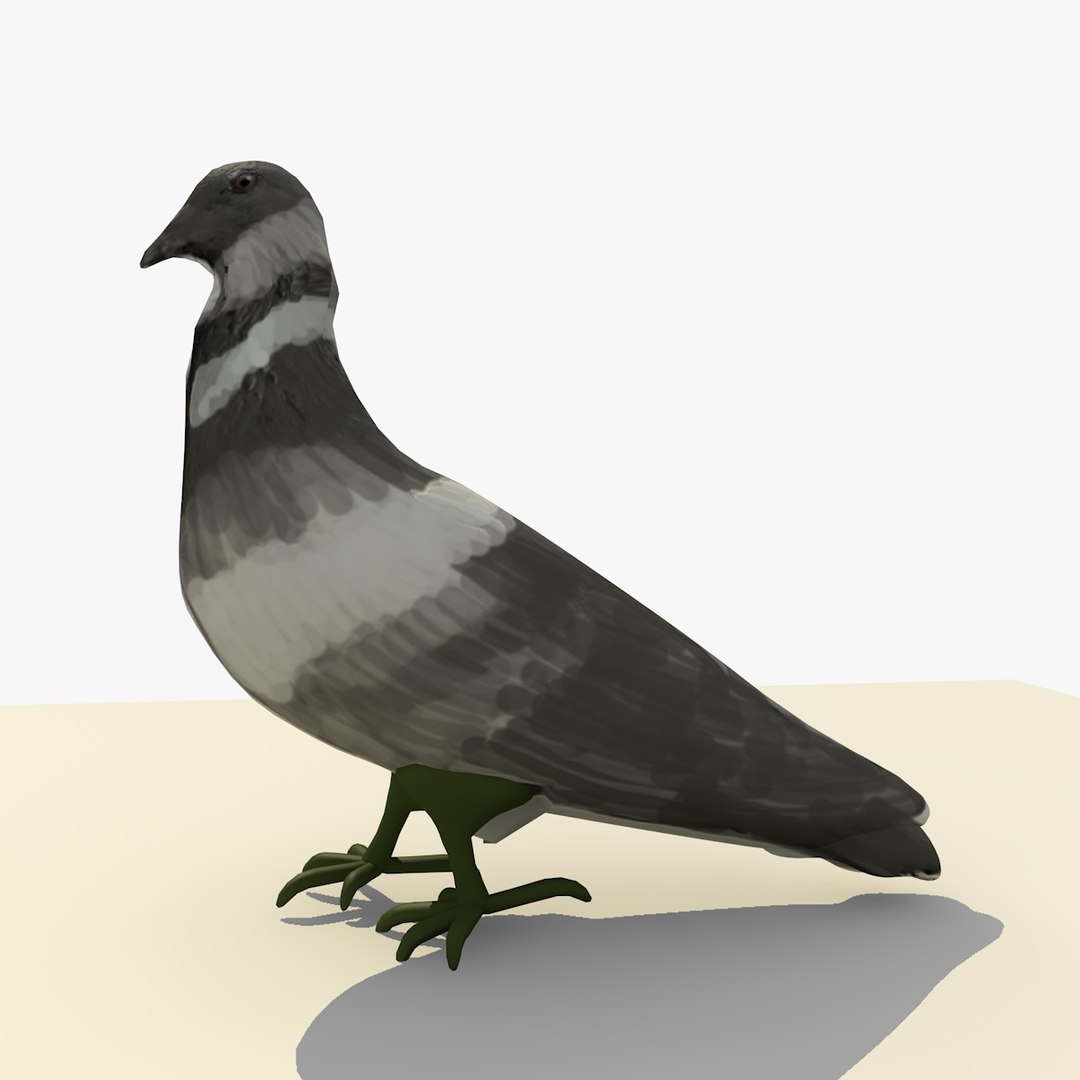 Single Walking Pigeon Animation C4d