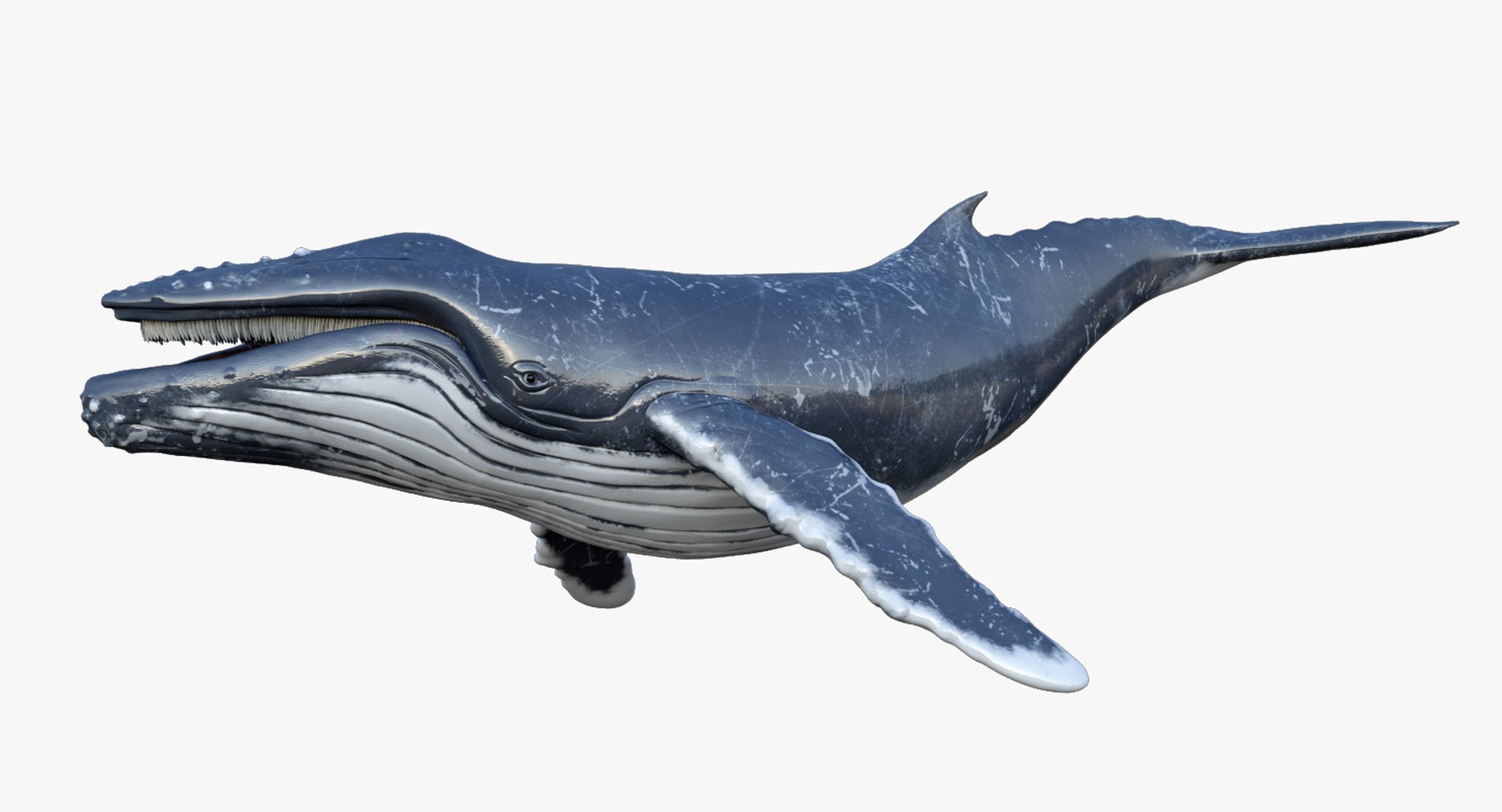 3D humpback whale animations - TurboSquid 1285676