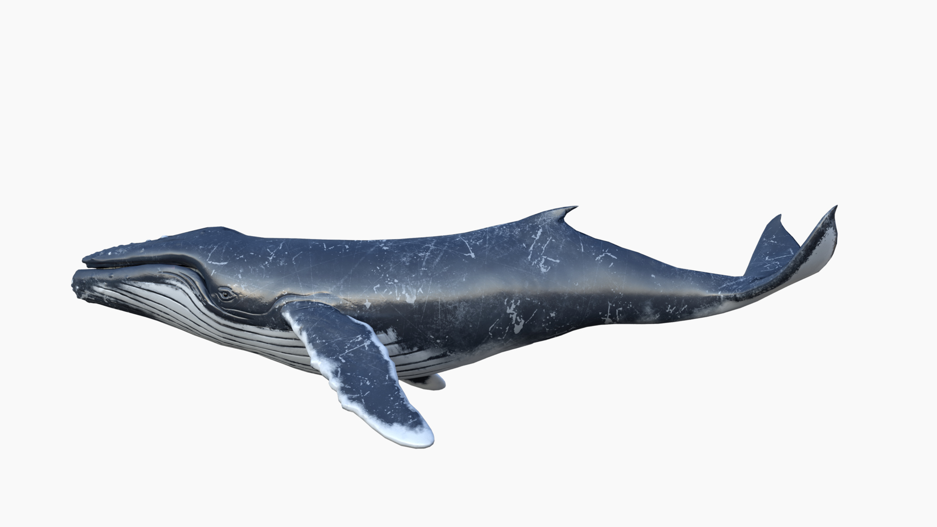 3D humpback whale animations - TurboSquid 1285676