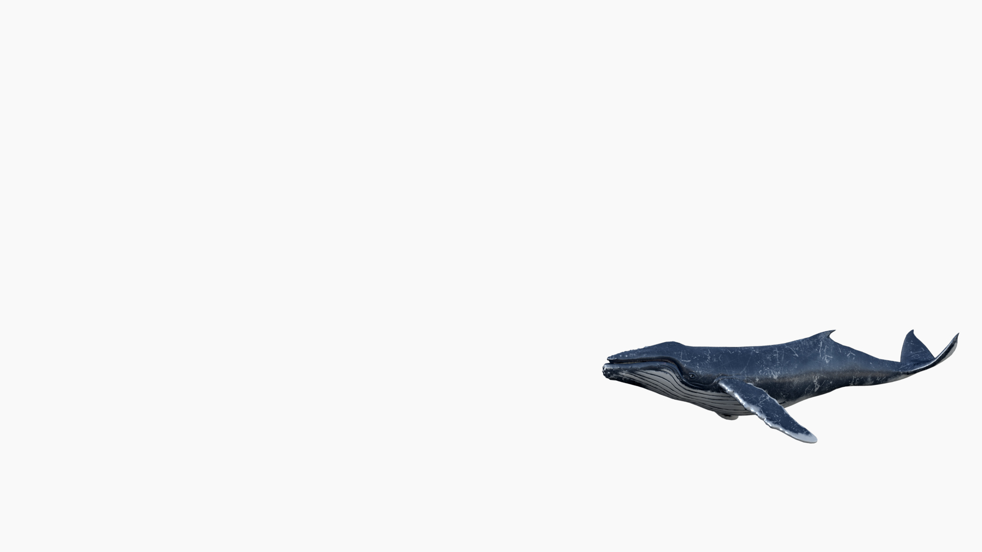 3D humpback whale animations - TurboSquid 1285676