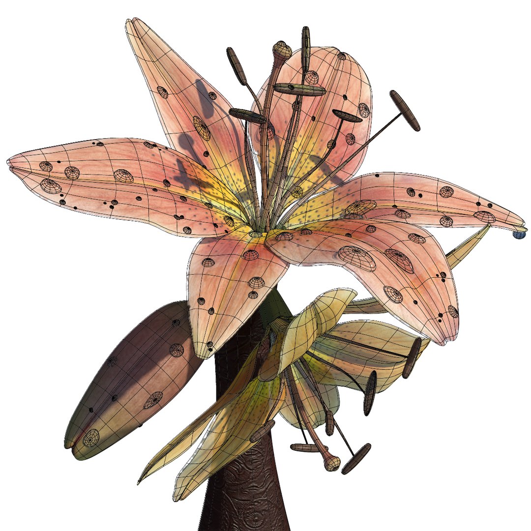 3d Lily Flower Model