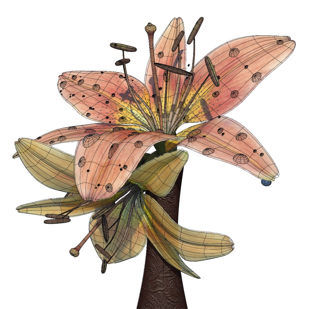 3d Lily Flower Model