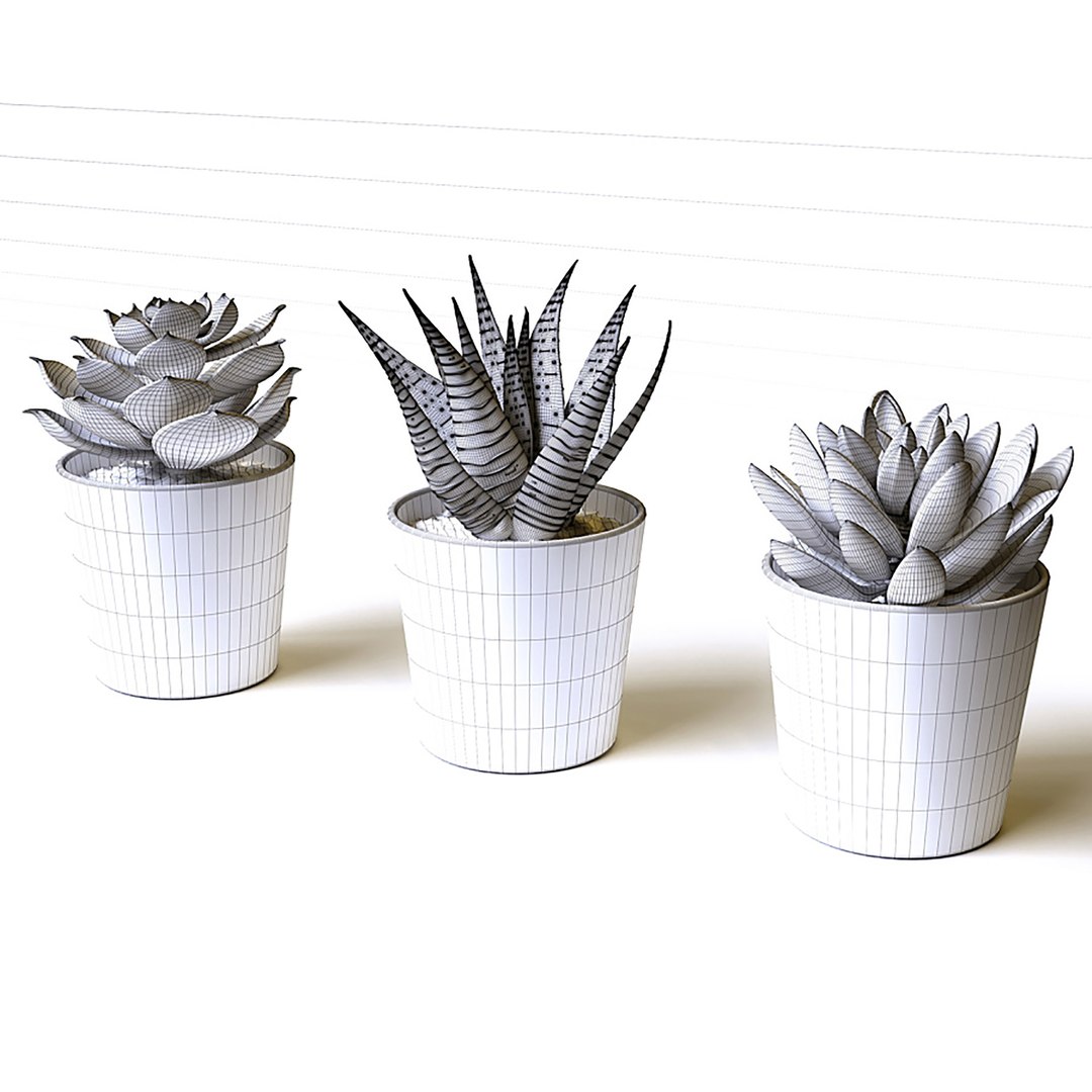 3D Model Succulents - TurboSquid 1952712