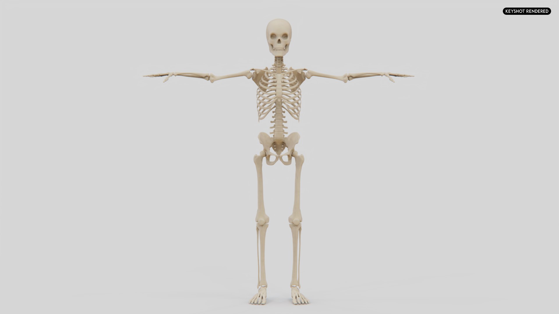 3D Human Skeleton 3D Realistic - TurboSquid 2135489